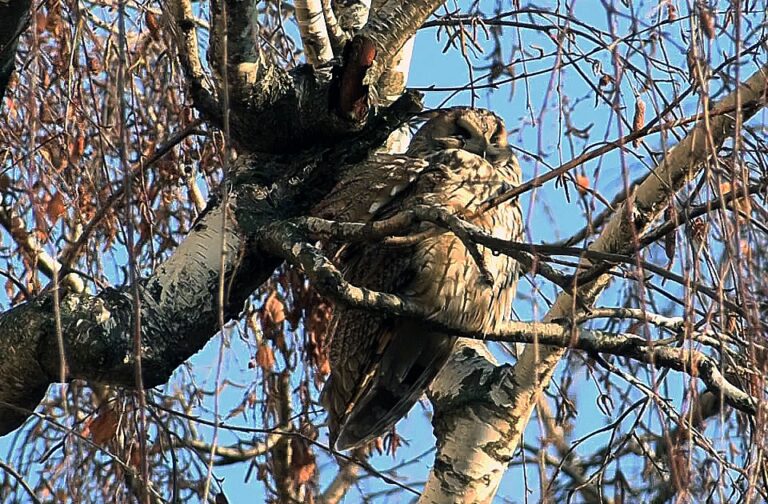 Noćni čuvari Pančeva: Sove ušare pronašle utočište u centru grada